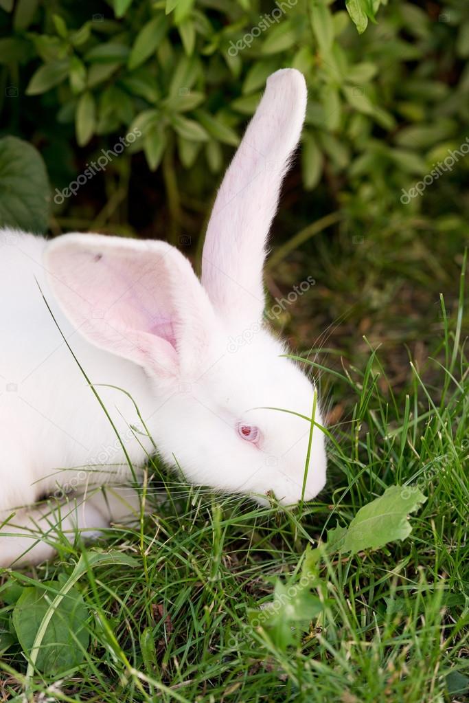 Funny white rabbit in grass. Stock Photo by ©piotr_marcinski 70484677