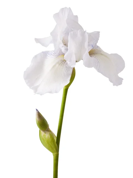 White iris Stock Photos, Royalty Free White iris Images | Depositphotos