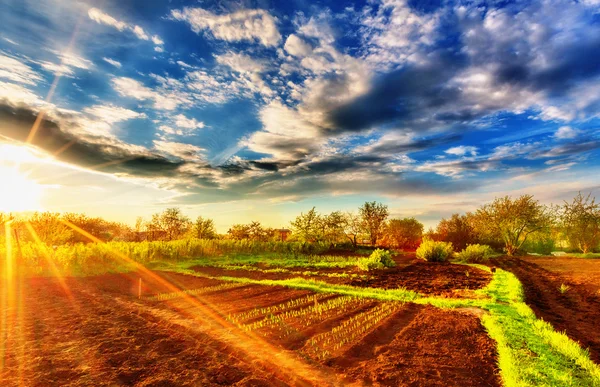 Allotment Stock Photos, Royalty Free Allotment Images | Depositphotos®