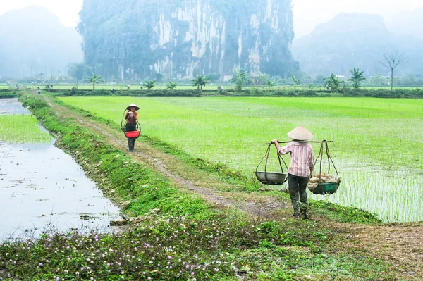 Vietnamese farmer works at rice field - Stock Image - Everypixel