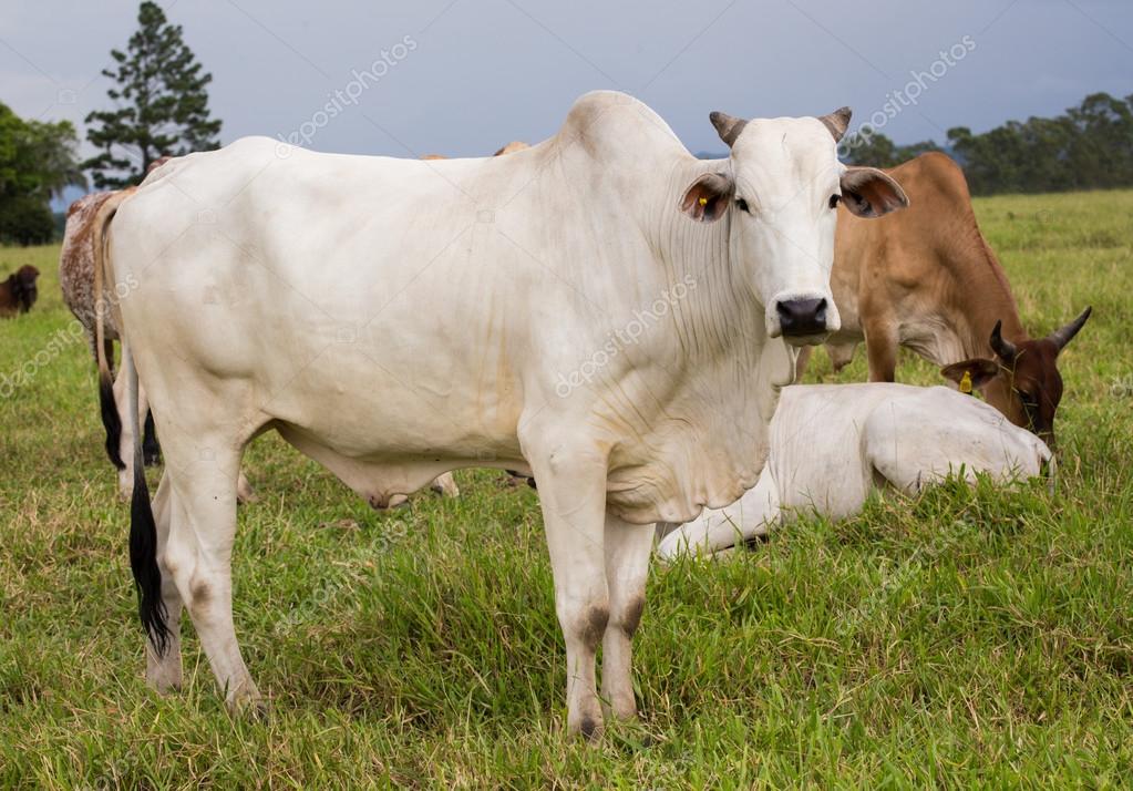 Brazilian cows on a pasture Stock Photo by ©azgek1978 116147808