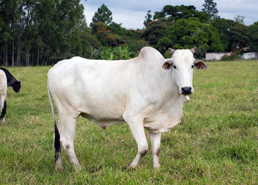 Brazilian cows on a pasture Stock Photo by ©azgek1978 116147832