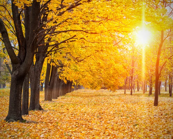 Fall. Autumnal Park. Autumn Trees and Leaves — Stock Photo © Subbotina ...
