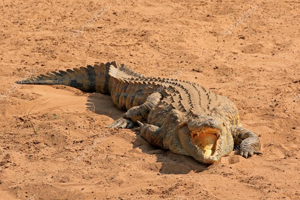 Nile crocodile basking Stock Photo by ©EcoPic 105127886