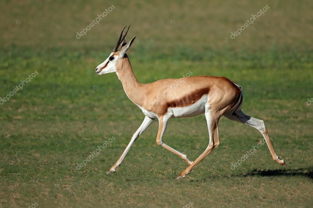 Springbok Running