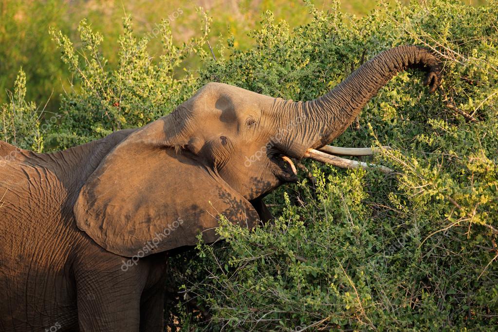 Feeding African elephant — Stock Photo © EcoPic #113551062 Feeding African elephant — Stock Photo © EcoPic #113551062