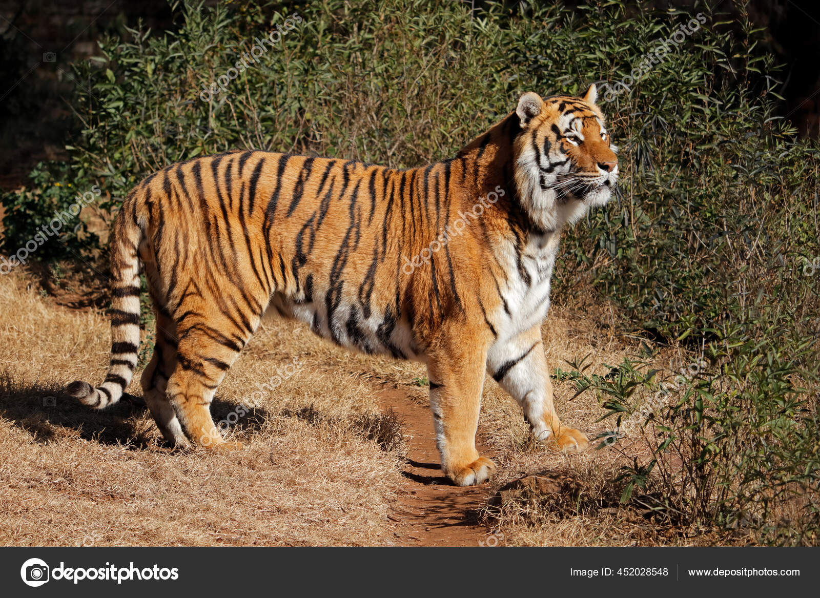 Alert Bengal Tiger Panthera Tigris Bengalensis Early Morning Light Stock Photo by ©EcoPic 452028548