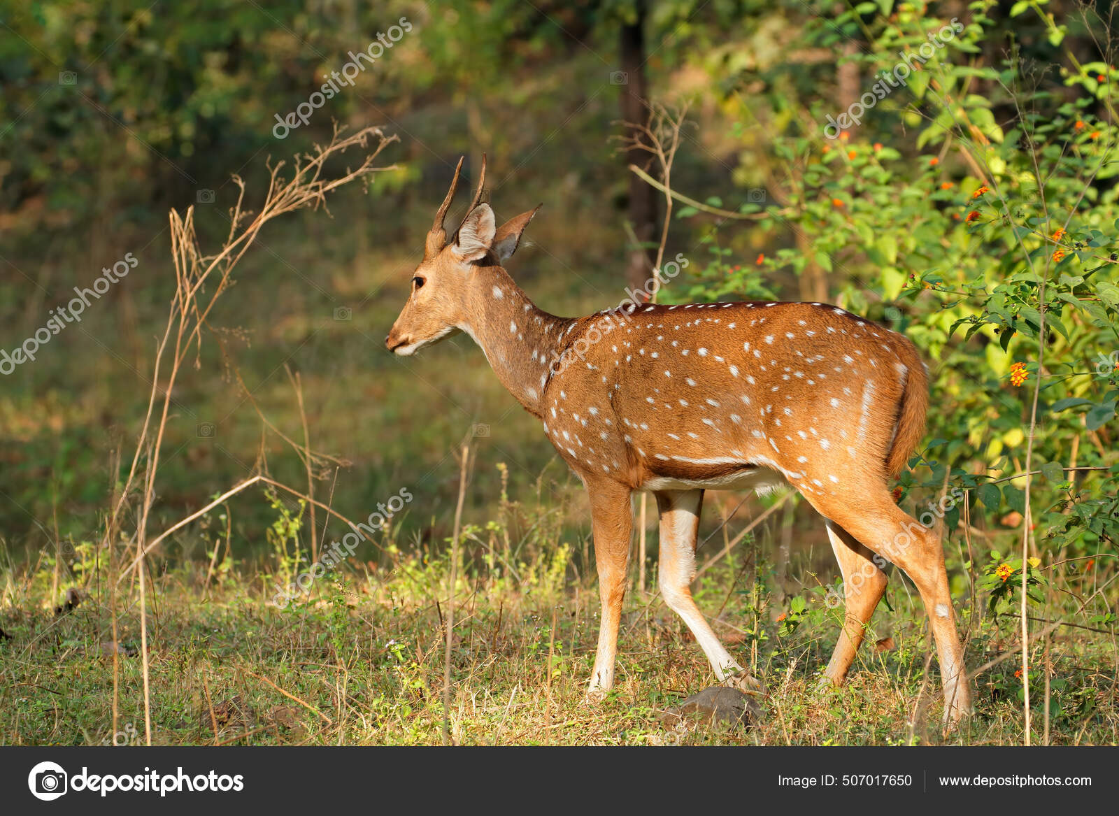 Male Spotted Deer Chital Axis Axis Natural Habitat Kanha National ...