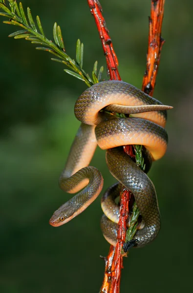 African house snake Stock Photos, Royalty Free African house snake ...