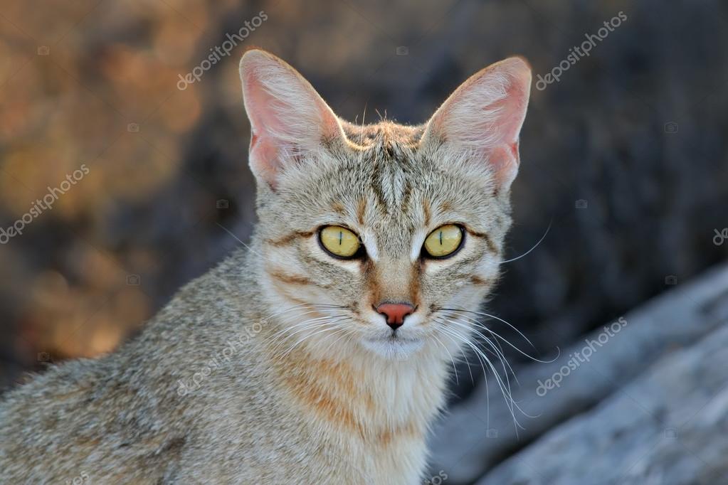 Egyptian Wild Cat