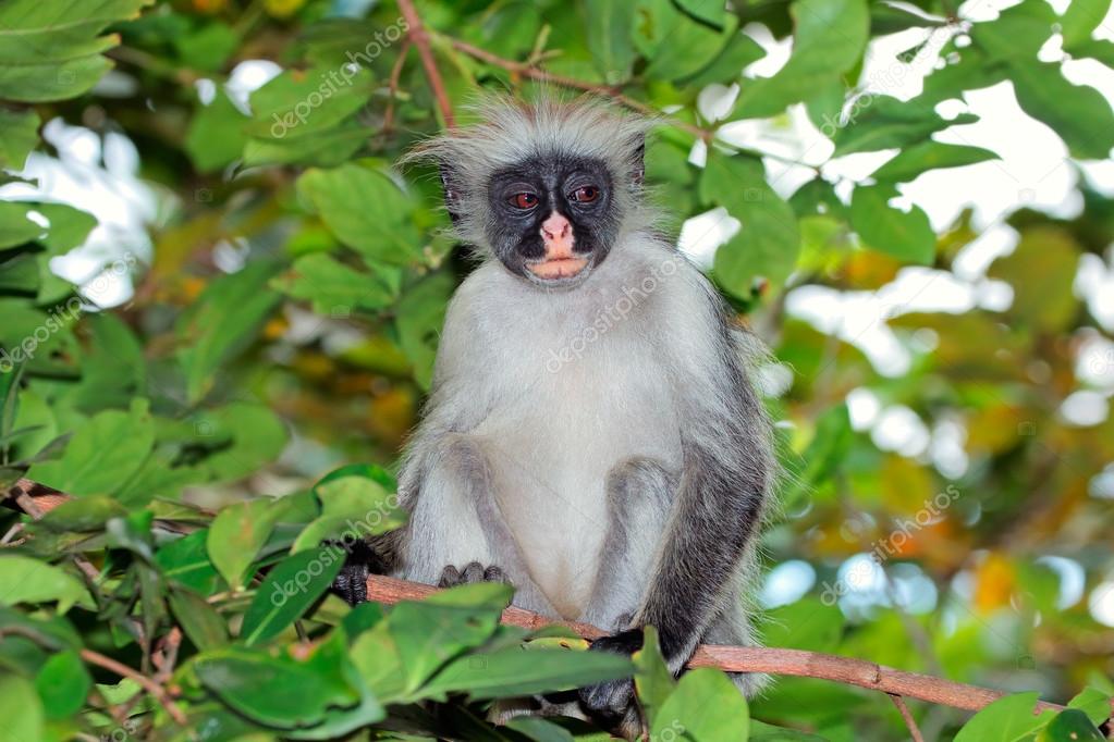 Zanzibar red colobus monkey Stock Photo by ©EcoPic 59210417 Zanzibar red colobus monkey Stock Photo by ©EcoPic 59210417