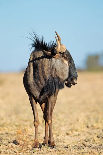 Wildebeest Stock Photos, Royalty Free Wildebeest Images | Depositphotos
