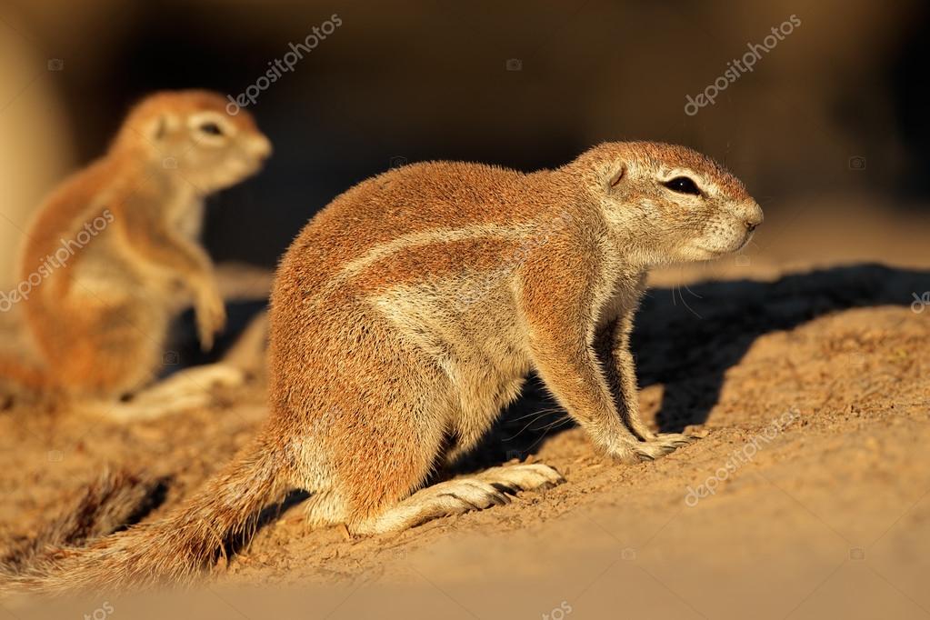 Desert Ground Squirrel