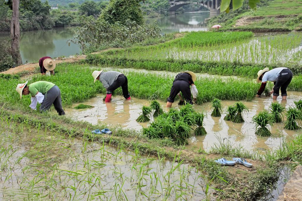 Chinese Rice Fields