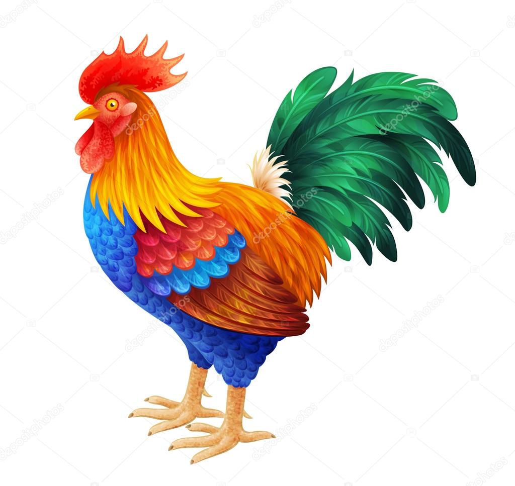 Gallo vector ilustración 2022