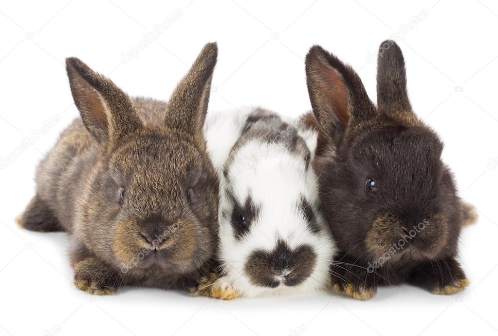 Three little rabbits Stock Photo by ©Alekcey 104695236