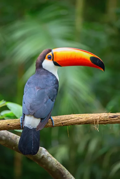Tucán de pico verde joven en el aviario 2024