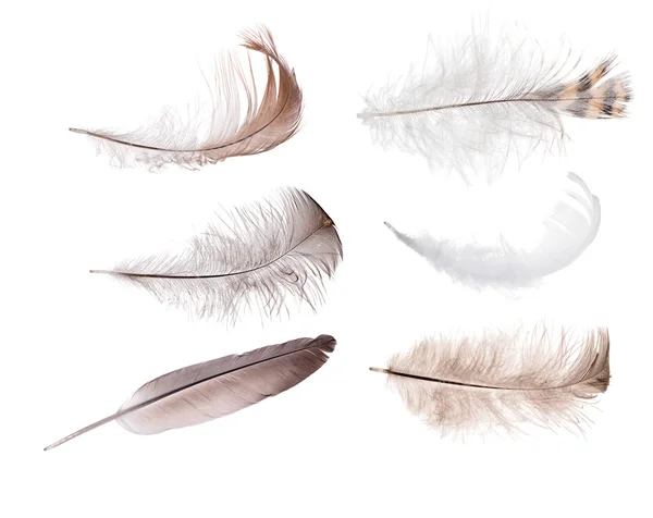 Ten feathers from different birds — Stock Photo © Dr.PAS #24181705