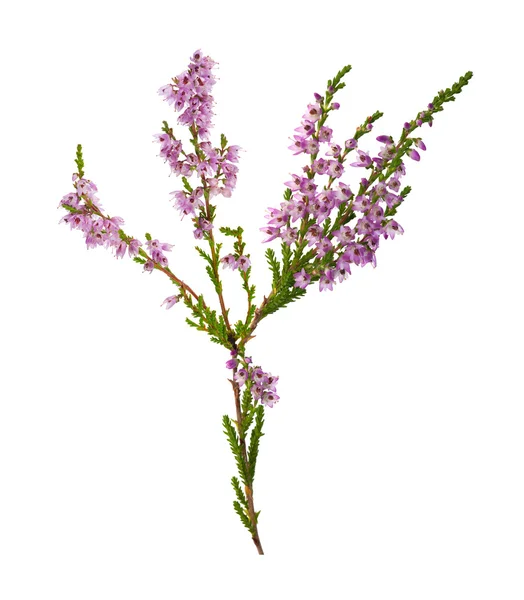 Purple isolated heather branch Stock Photo by ©Dr.PAS 7199237