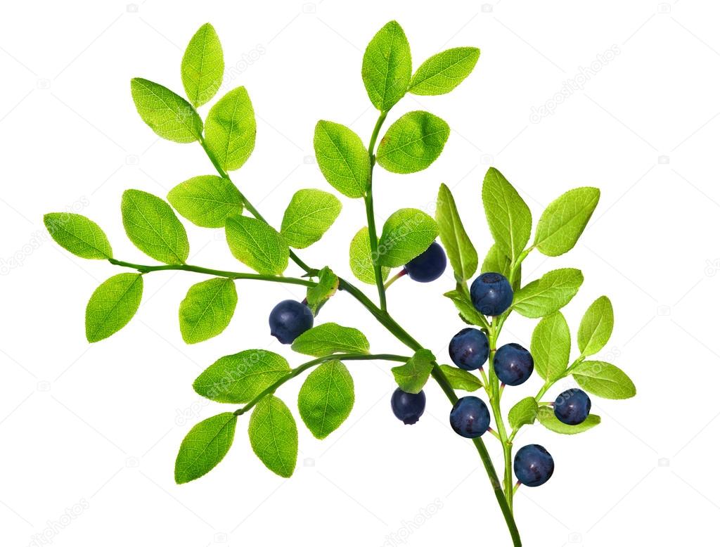 White Background Blueberry Cactus