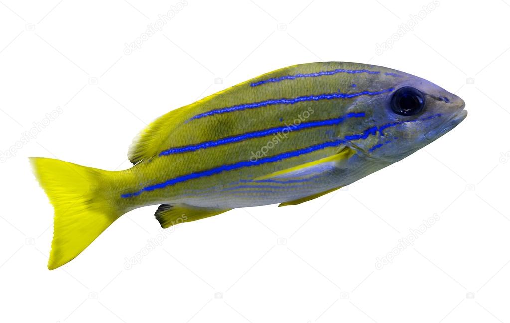 Fish with blue strips — Stock Photo © Dr.PAS #55496047