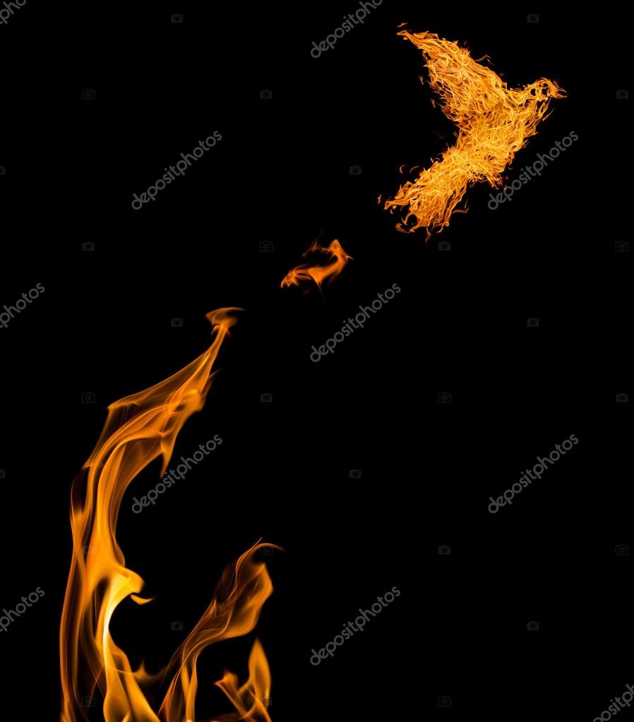 Flame bird — Stock Photo © Dr.PAS #55496111