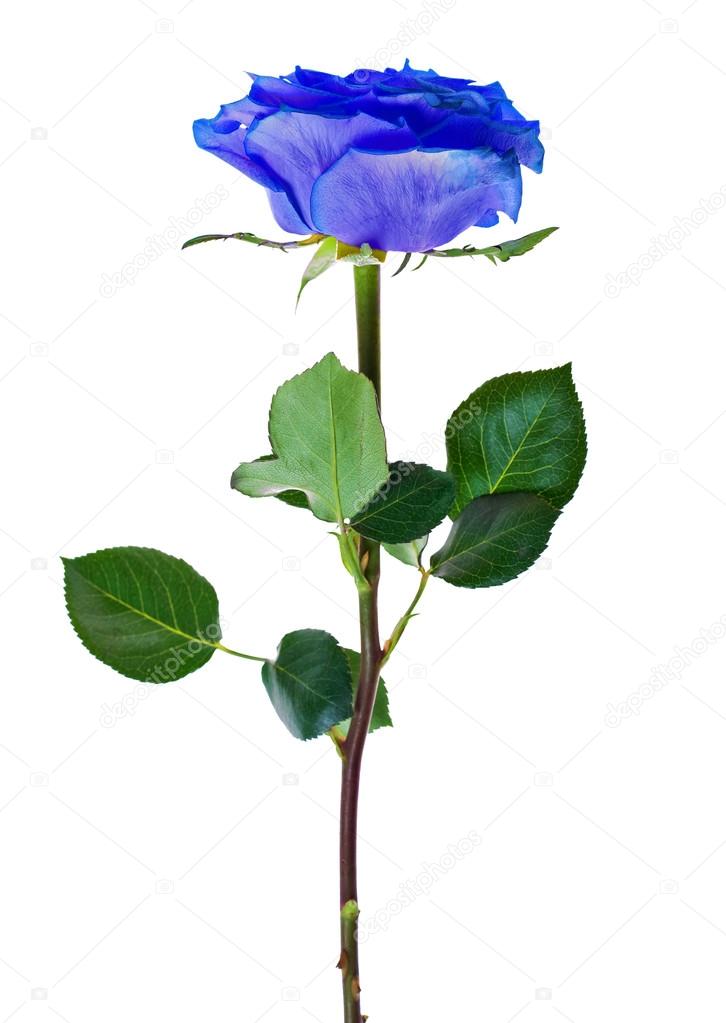 Blue rose Stock Photo by ©Dr.PAS 55500187