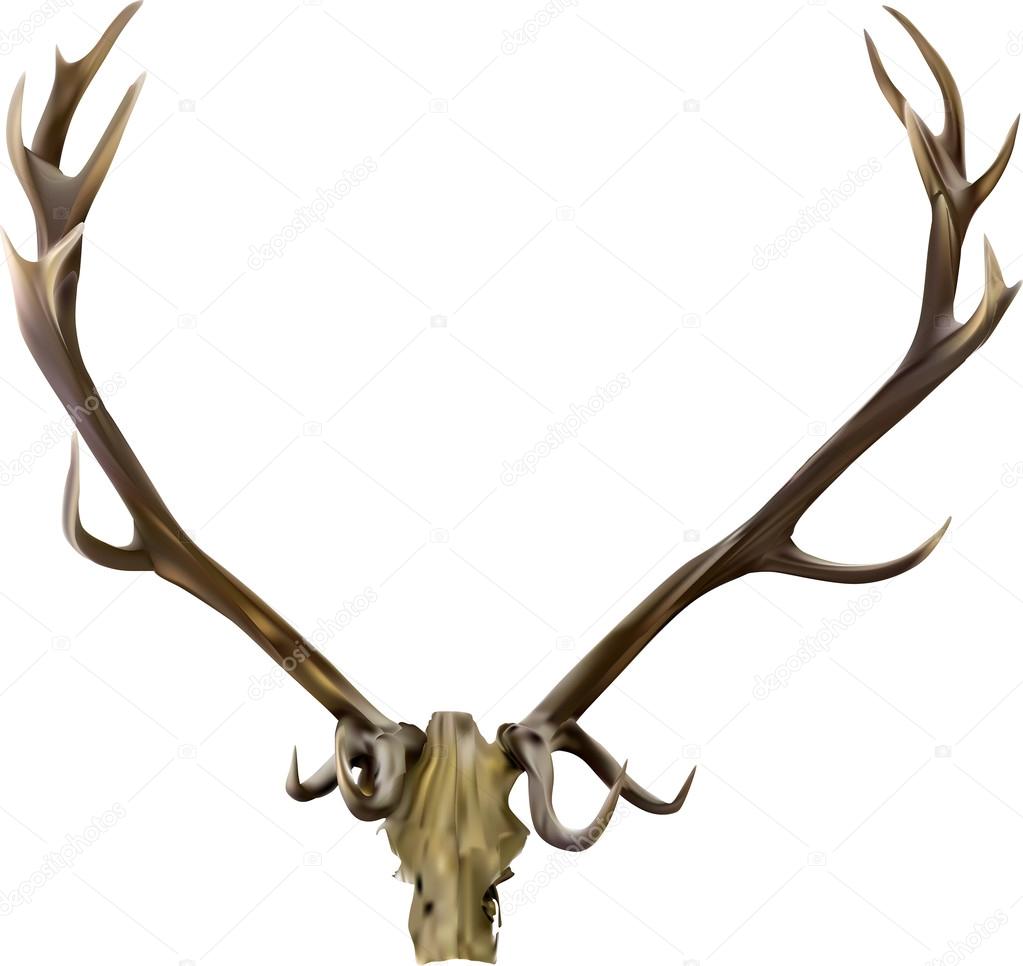 Brown Deer Antlers Stock Vector By ©dr Pas 55579617