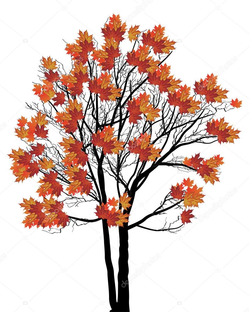 Maple tree Stock Vector Image by ©Dr.PAS #55579911
