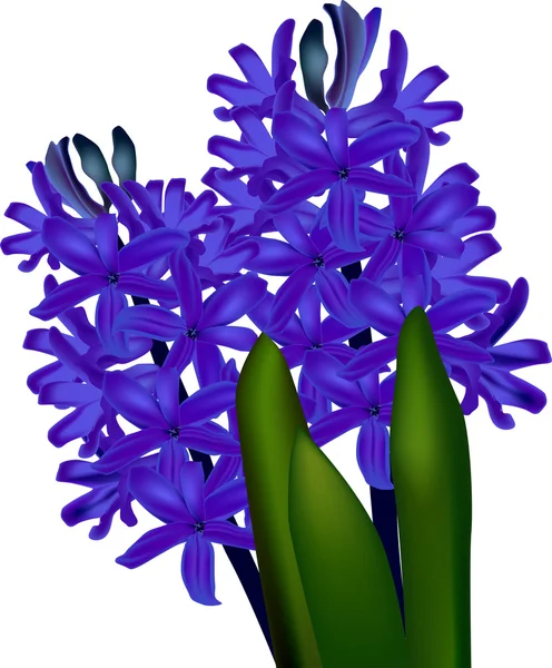 Jacinto aislado en blanco imágenes de stock de arte vectorial ...