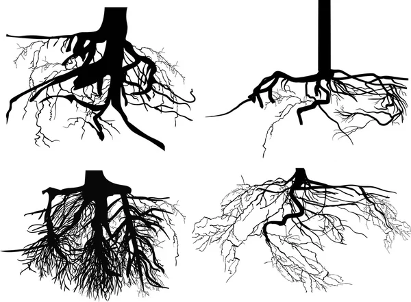 Roots underground Vector Art Stock Images | Depositphotos