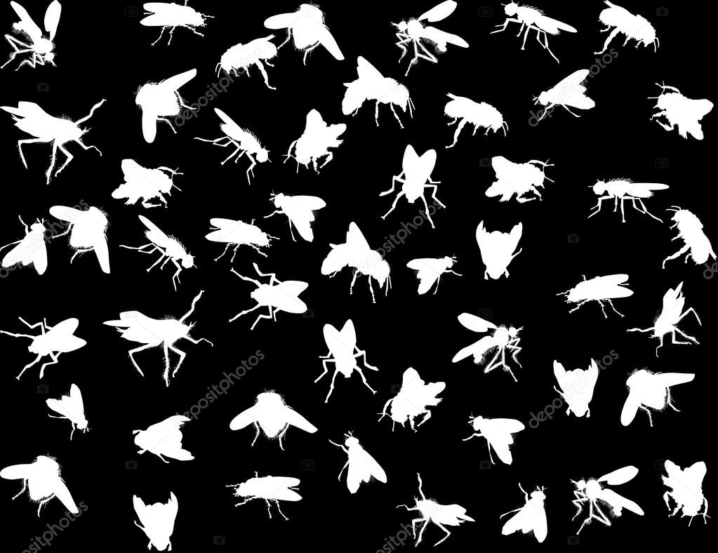 Fly silhouettes Stock Vector Image by ©Dr.PAS #55584523
