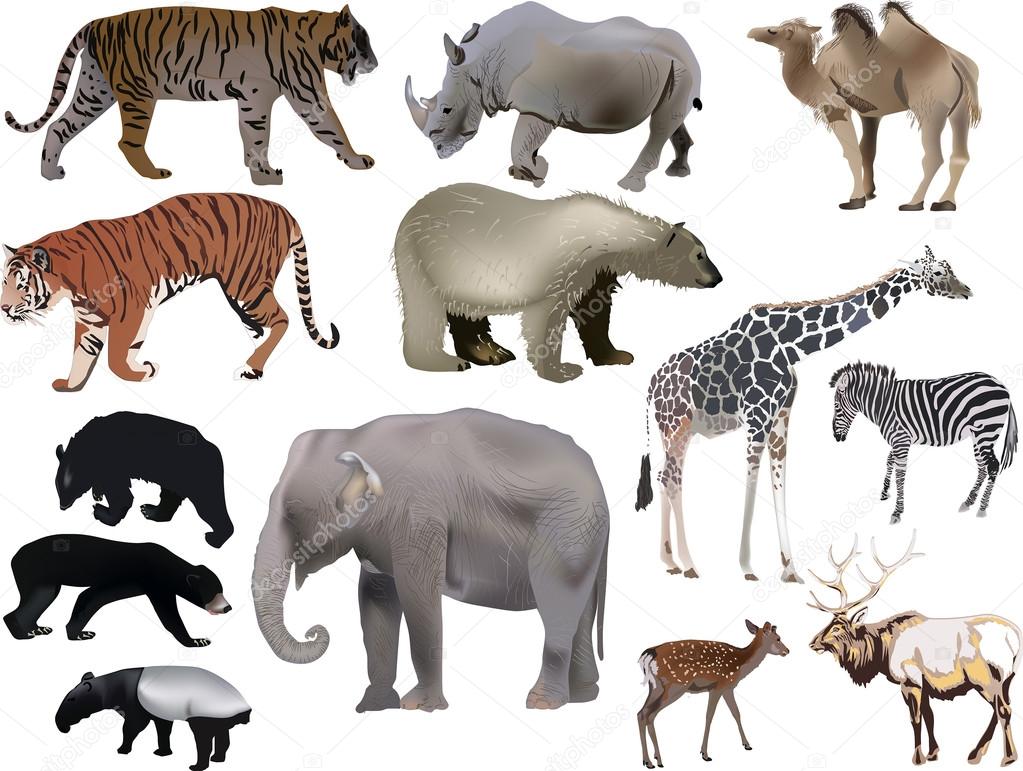 Animals collection Stock Vector Image by ©Dr.PAS #55586081