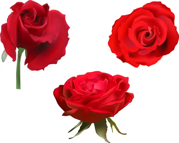 Red roses set Stock Vector Image by ©d-e-n-i-s #4209179