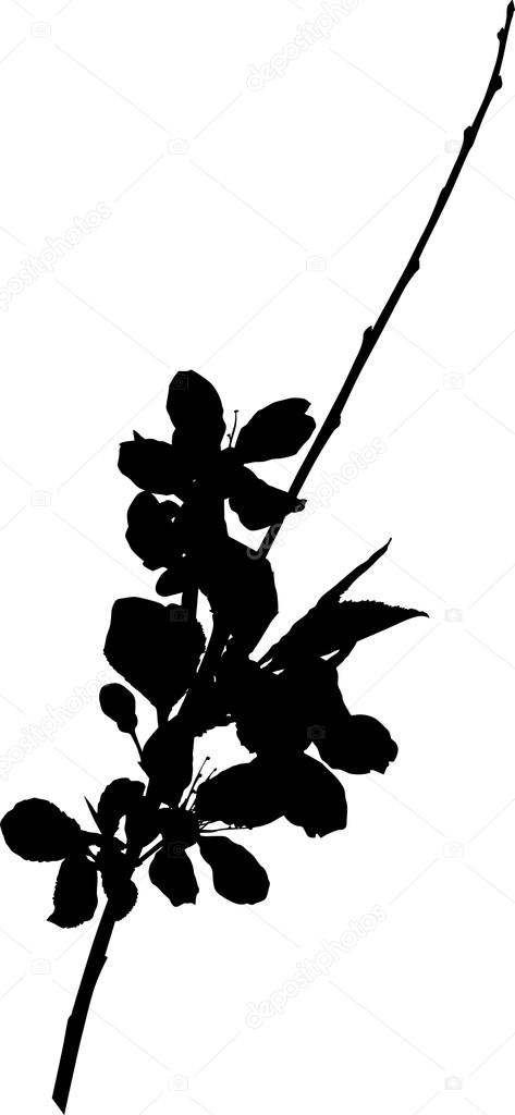 Sakura silhouette Stock Vector Image by ©Dr.PAS #55592611