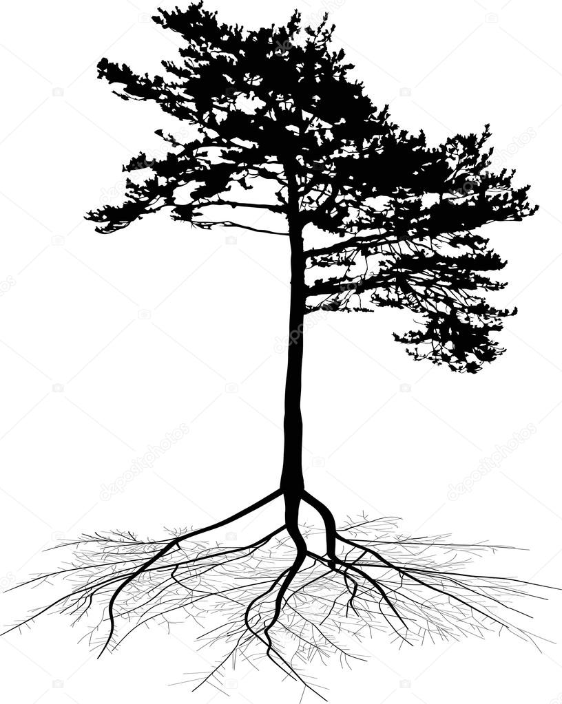 Pine Tree With Roots