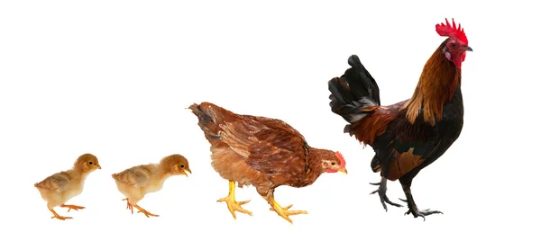 Roosters family Stock Photos, Royalty Free Roosters family Images ...