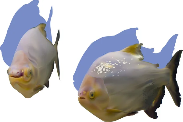 18,374,434 Oxalato fish Vector Images | Depositphotos