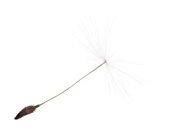 Single isolated dandelion seed — Stock Photo © Dr.PAS #6650960 Single isolated dandelion seed — Stock Photo © Dr.PAS #6650960