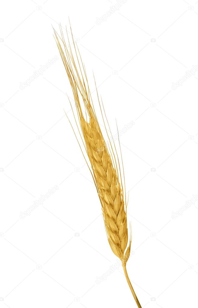 Single ear of barley ⬇ Stock Photo, Image by © Dr.PAS #84193922