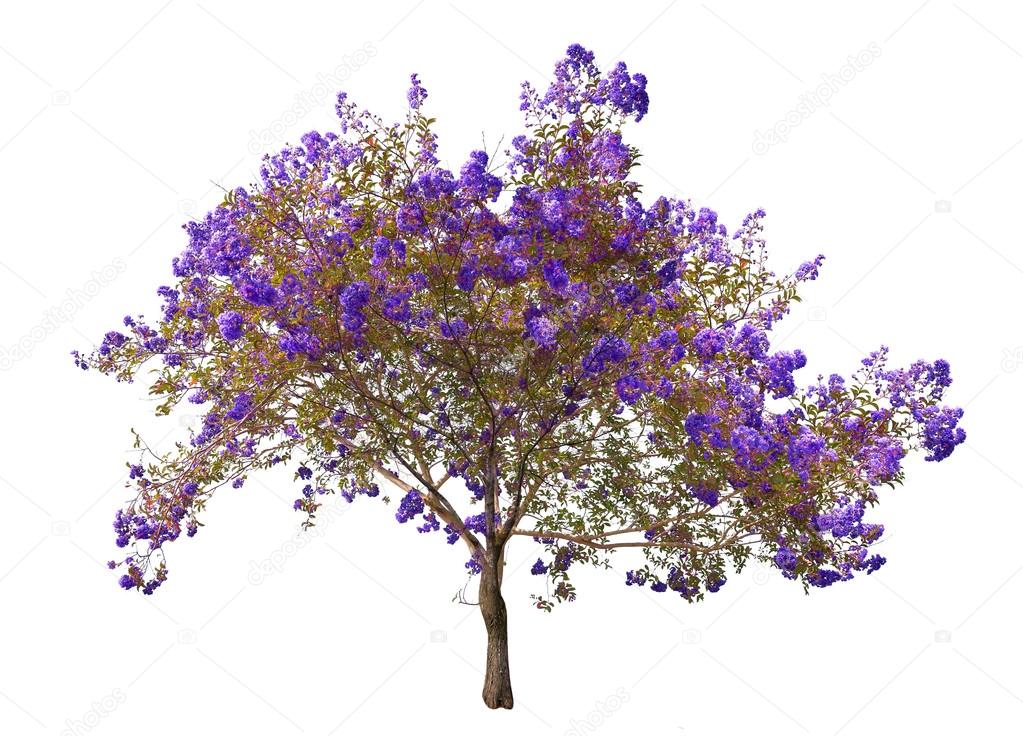 Blue blooming tree — Stock Photo © Dr.PAS #84194440