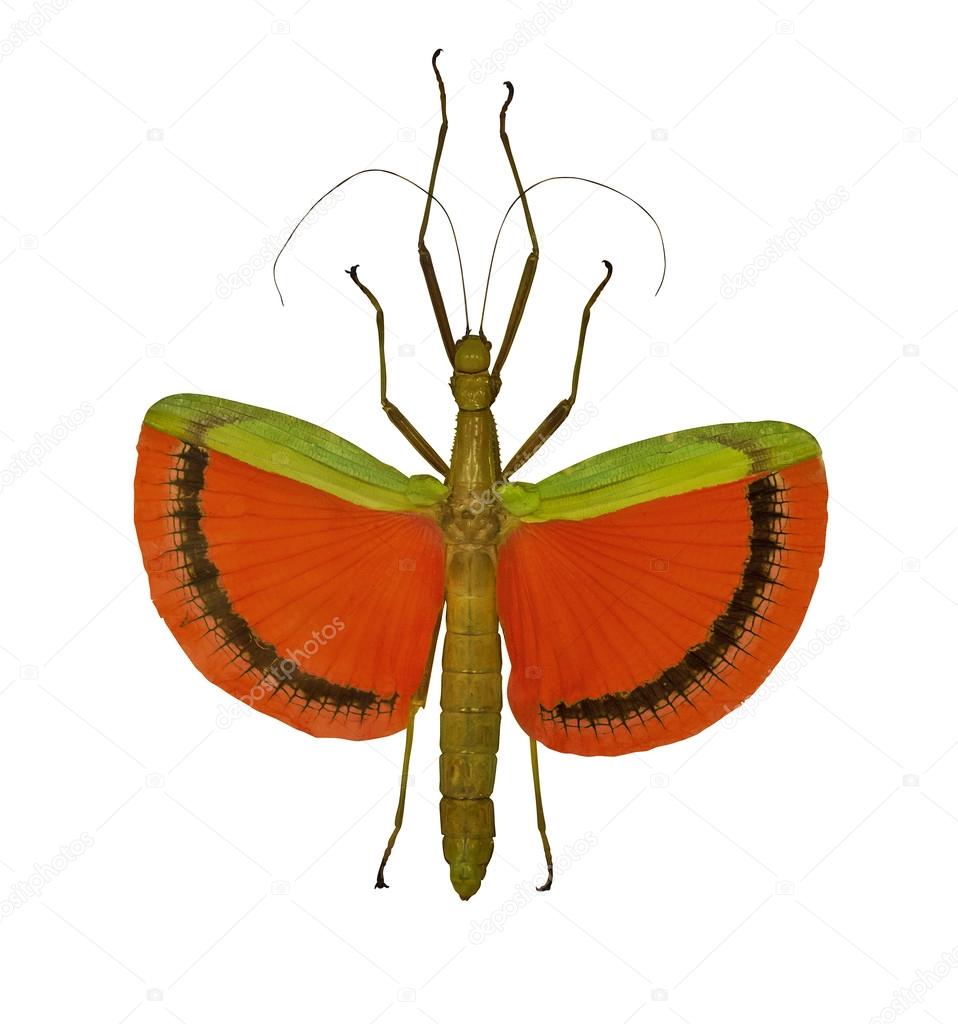 Flying red stick insect — Stock Photo © Dr.PAS #84196340