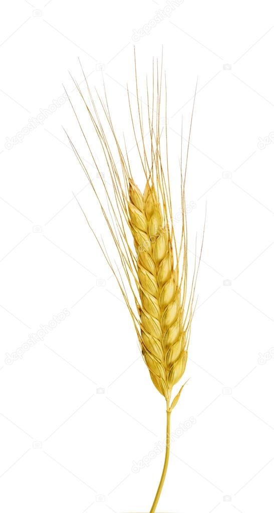 Single Wheat Plant