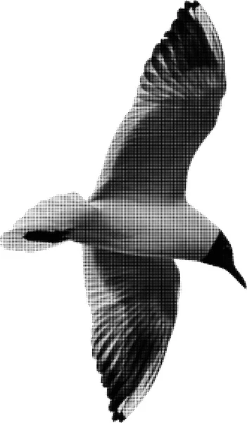 Geometric seagull Vector Art Stock Images | Depositphotos