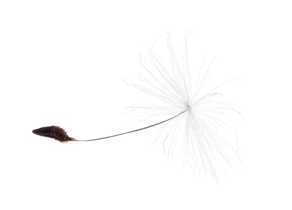 Single isolated dandelion seed — Stock Photo © Dr.PAS #6650960 Single isolated dandelion seed — Stock Photo © Dr.PAS #6650960