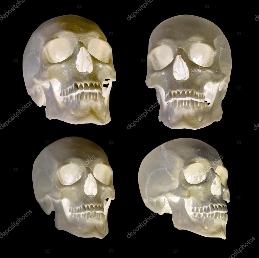 Set of human skulls — Stock Photo © Dr.PAS #84205410