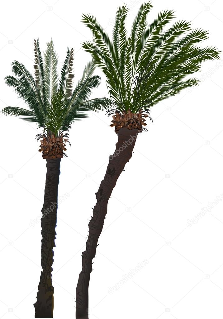 Two palm trees Stock Vector Image by ©Dr.PAS #84205384