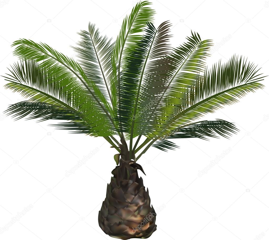 Single palm tree Stock Vector Image by ©Dr.PAS #84206724
