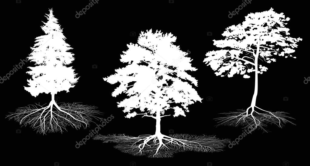 White trees silhouettes Stock Vector Image by ©Dr.PAS #84208544