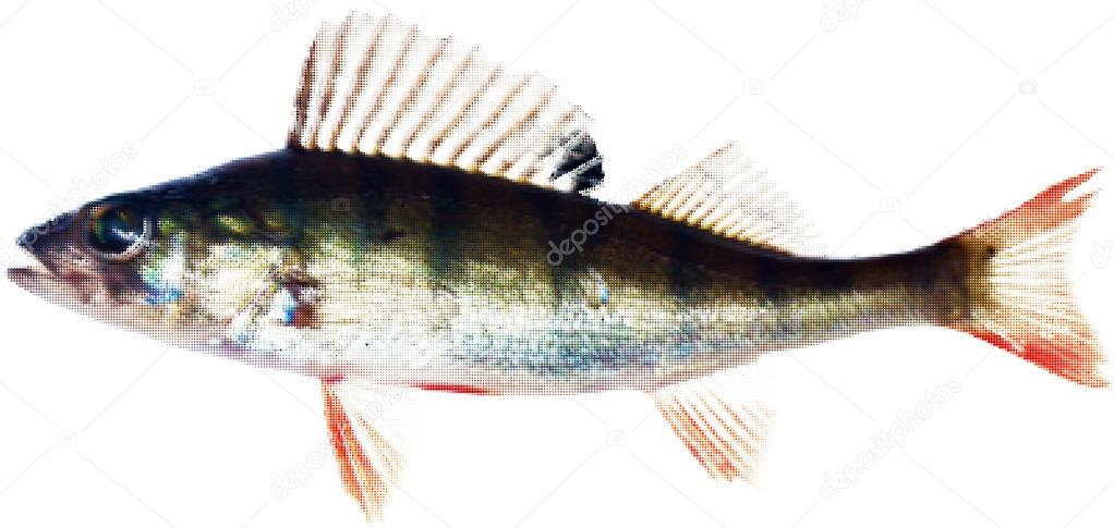 Small perch from dots Stock Vector by ©Dr.PAS 84209082